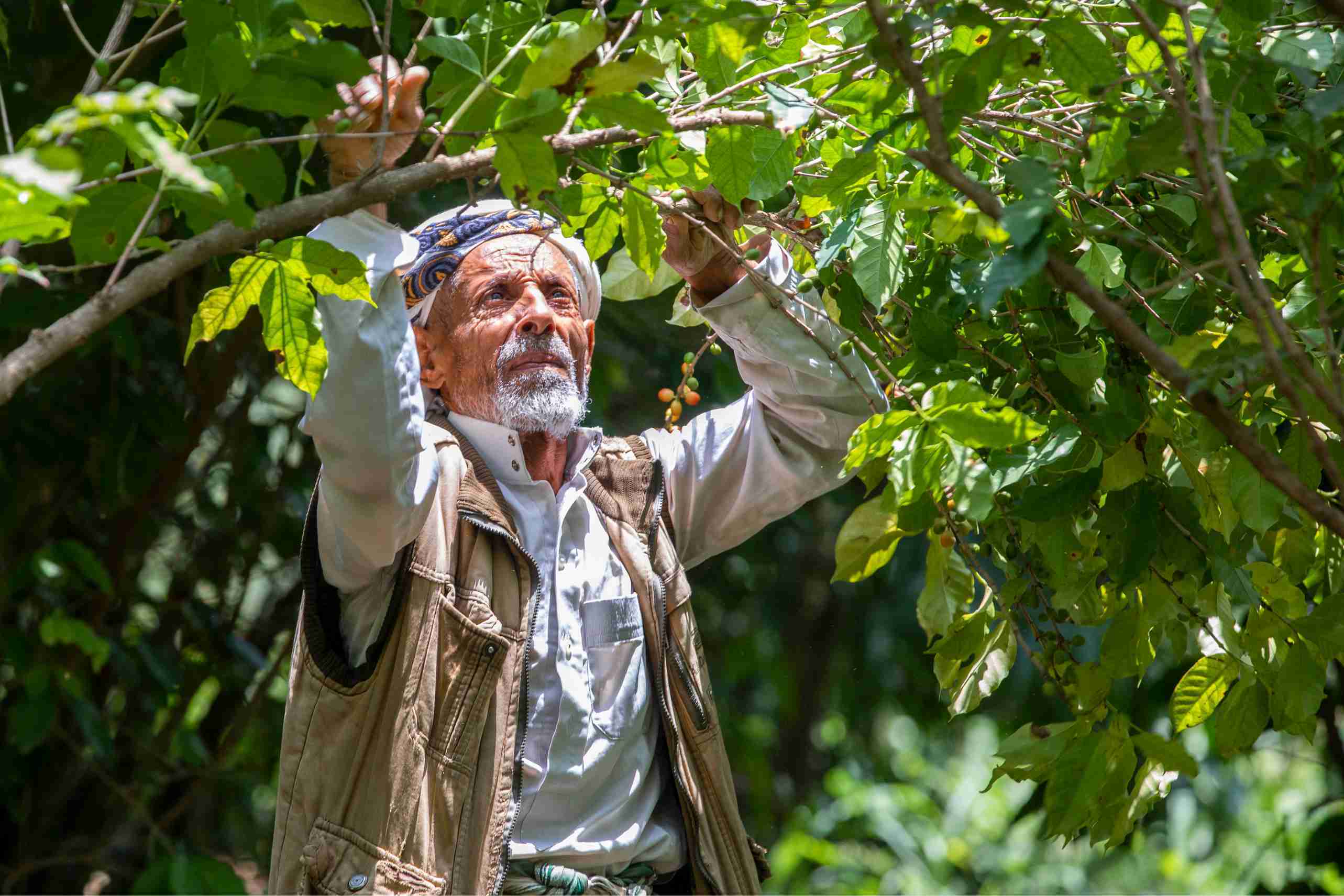 Mohammed Abdullah (Gold Series) Yemen Super Specialty Coffee – Mocha ...